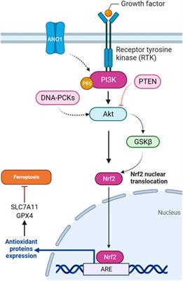 Frontiers | Regulation of ferroptosis by PI3K/Akt signaling pathway: a promising therapeutic ...